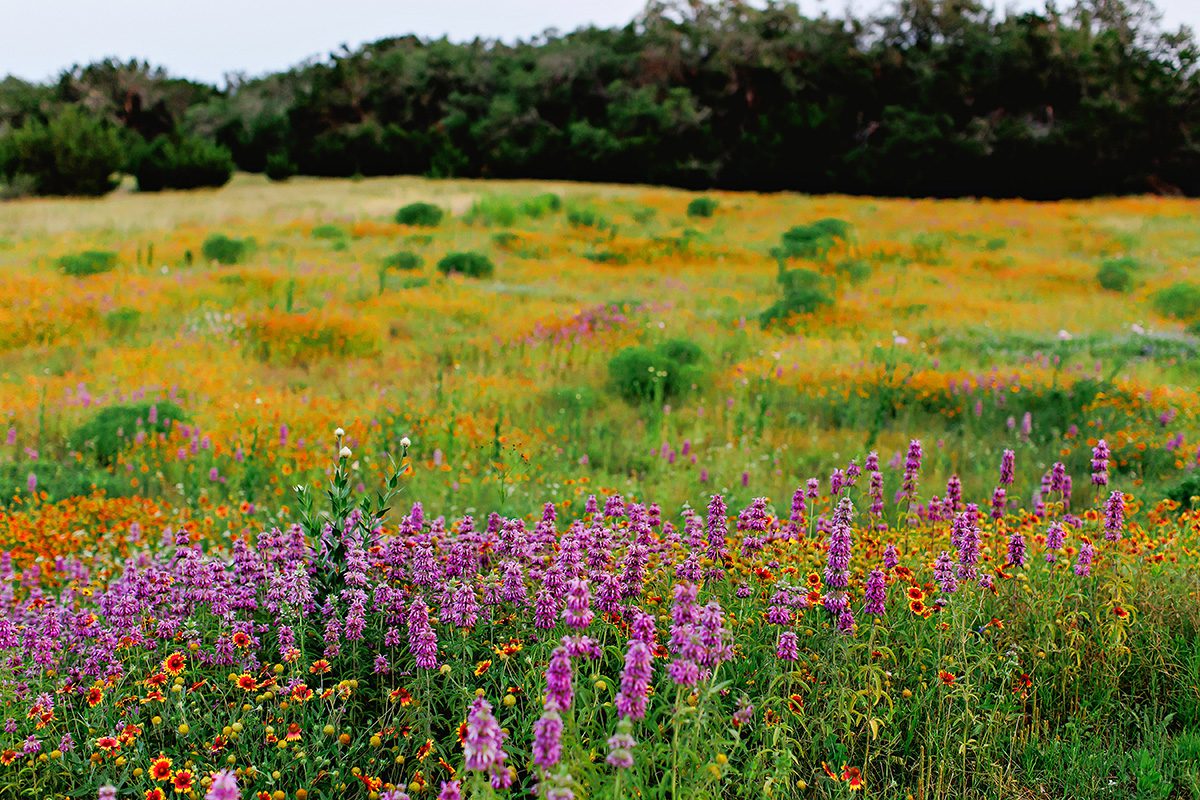 7 Plants that Thrive in North Texas - UnionMain Homes